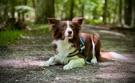 What Are Your Best Commands R Bordercollie