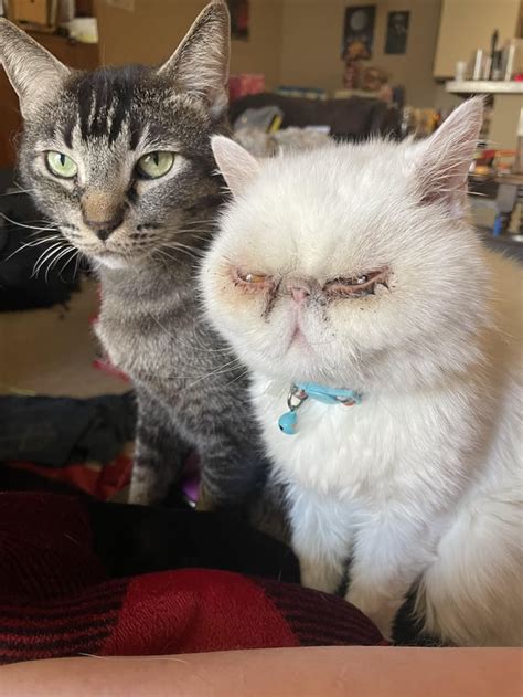 Heavy Breathing R Grumpycats