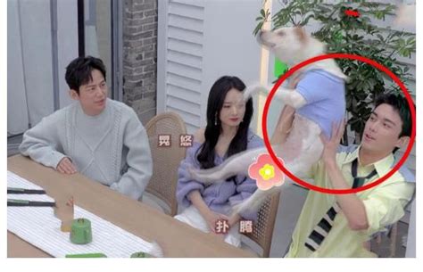 吴磊带宠物狗录节目抱狗姿势让赵丽颖不敢乱动当孩子养 360娱乐你开心就好