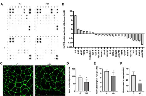 Full Article Differences In The Cell Type Specific Toxicity Of Diamond
