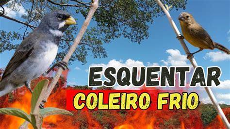 COLEIRO TUÍ TUÍ FÊMEA CHAMANDO PARA ESQUENTAR COLEIRO FRIO E