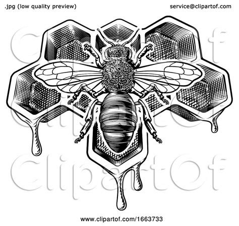 Honey Bumble Bee And Honeycomb Vintage Drawing By Atstockillustration