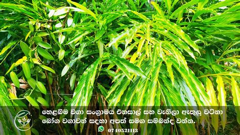 Cs Antiques Cs Antiques Added A New Photo