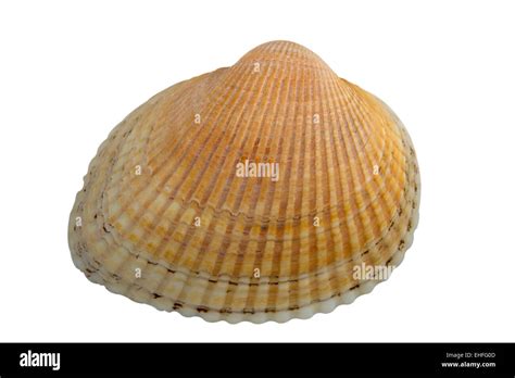 Scallops Shell Isolated On The White Background With Clipping Path