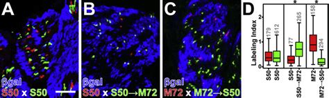 Quantification Of Axonal Segregation By Or Locus A C Confocal Images