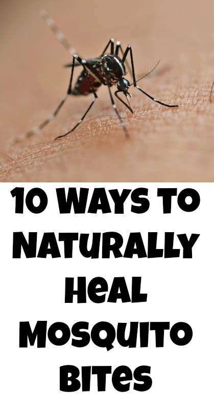 10 Ways To Naturally Heal Mosquito Bites Natural Holistic Life