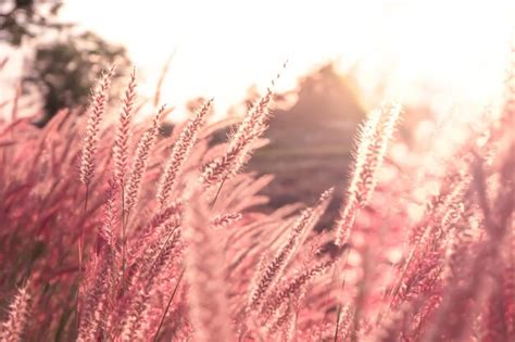 Premium Photo Sunset Of The Pink Grass Flower Field In The Blue Sky