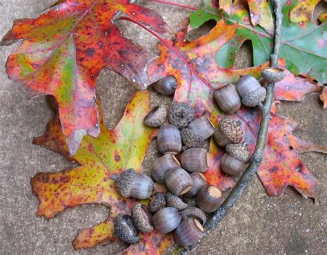 Shumard Oak Quercus Shumardii Wildlife Nurseries And Seed