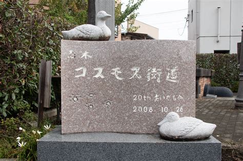 志木市 新河岸川左岸のコスモス街道に今年もコスモスが見事に花を咲かせています。