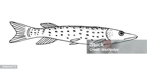 검은 윤곽선이 있는 손으로 그린 벡터 일러스트레이션 민물 강 호수 물고기 파이크 색칠 공부 인쇄물 로고 낚시 태클 메뉴 요리 레스토랑 자연 어부의 캐치 강에 대한 스톡 벡터