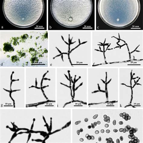 PDF Seven Wood Inhabiting New Species Of The Genus Trichoderma Fungi Ascomycota In Viride Clade
