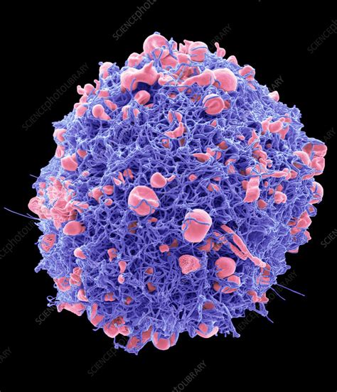 Respiratory Syncytial Virus Sem Stock Image C058 6410 Science Photo Library