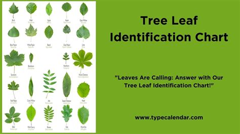 Free Printable Tree Leaf Identification Charts PDF Infographic