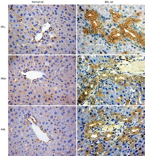 Role Of Sex Hormones In The Modulation Of Cholangiocyte Function