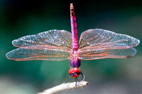 Male Dragonflies Lose Their Bling In Hotter Climates May Make It