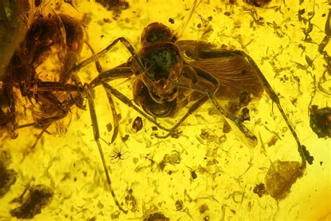 Two Detailed Fossil Ants Formicidae In Baltic Amber 197750 For