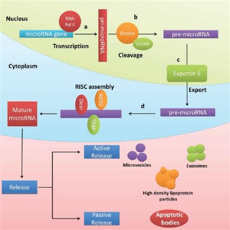 Schematic Representation Of Mirnas Biogenesis Reproduced After Dumache