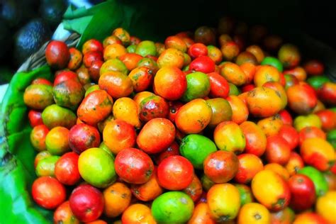 Unveiling The Marvels Of Jocote A Delectable Journey