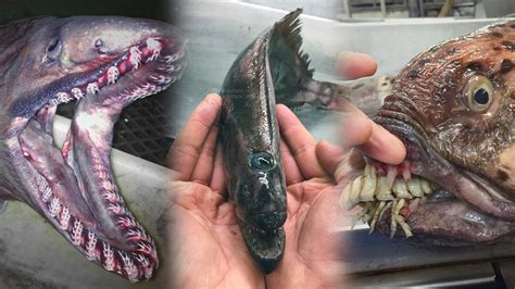 Nelayan Ini Tangkap Monster Mengerikan Dari Laut Dalam Uzone