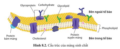 2 Quan sát hình 8 2 cho biết phân tử nào trong cấu trúc của màng sinh
