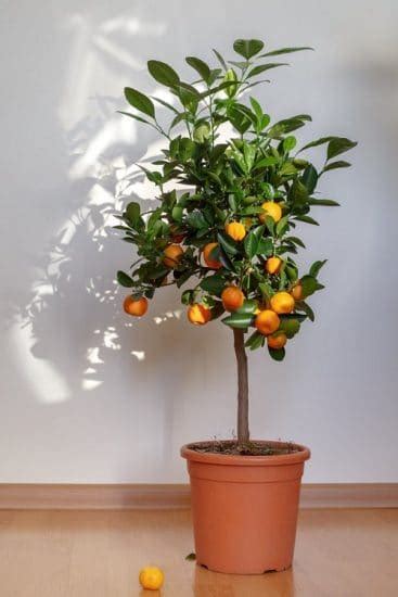 21 Beautiful Indoor Fruit Tree Pictures For Inspiration