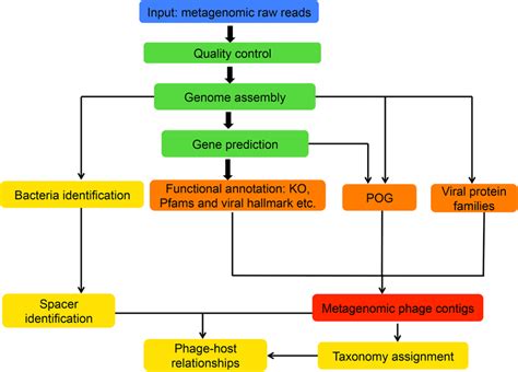 the workflow of virminer the high quality reads are assembled into