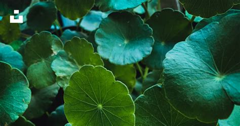 緑と黄色の葉の植物の写真 Unsplashの緑の無料画像