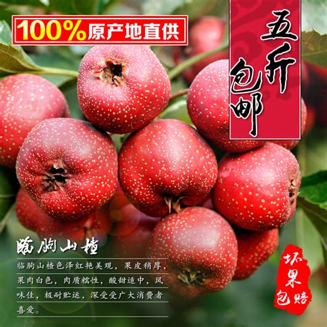 晓筱农场 山东临朐新鲜山楂鲜山楂水果2022年山楂特级果鲜山楂果齐鲁大地有机农特产