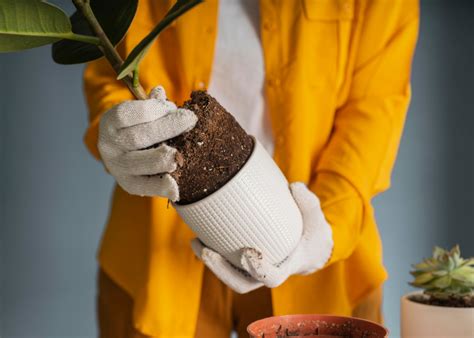 Bakımı Kolay Saksı Çiçekleri Bleaves Floral