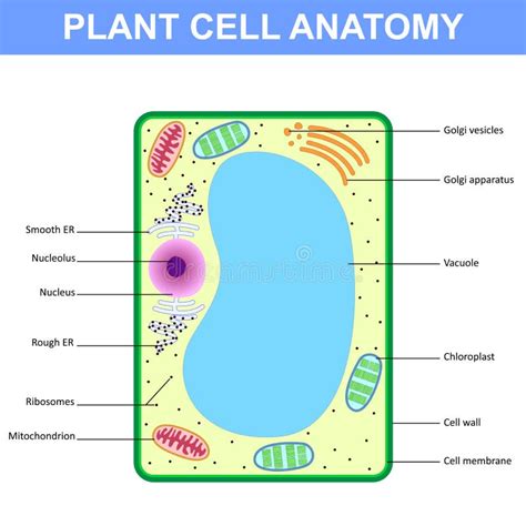 Volvox Cell Structure