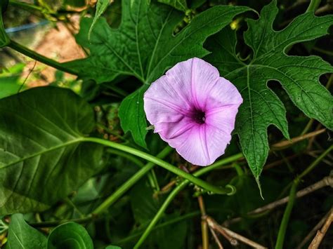Ipomoea Cairica