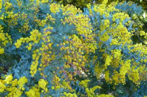 Native Wonders 14 Australian Flowering Shrubs Ultimate Backyard