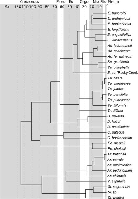 Chronogram Of Elaeocarpaceae Based On Divergence Time Analysis Of The Download Scientific