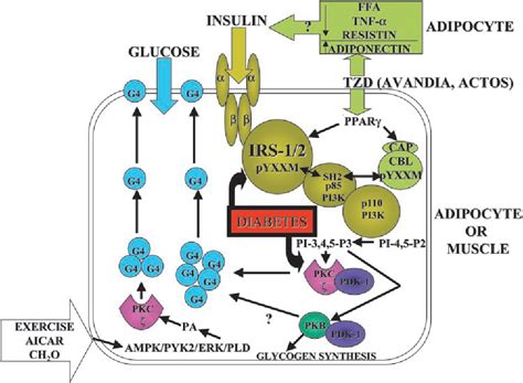 Figure 1 From Function And Dysfunction Of Apkc Isoforms For Glucose
