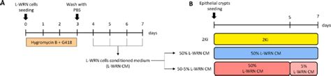 Schematic Representation Of Methods Used For Organoid Culture A L Wrn