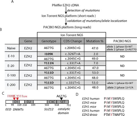 Acquisition Of A Single Ezh2 D1 Domain Mutation Confers Acquired Resistance To Ezh2 Targeted