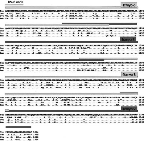 Amino Acid Sequence Alignment And Functional Regions Of Myosin B Heavy