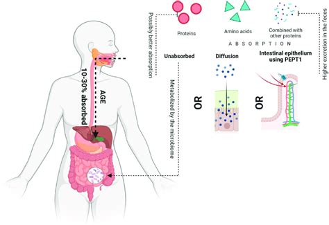 Age Absorption Through The Gastrointestinal Tract Download Scientific Diagram