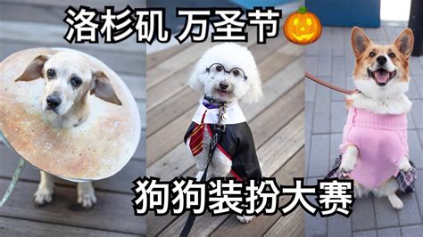 【萌宠】洛杉矶万圣节狗狗装扮大赛｜沉浸式欣赏几十只超萌狗狗 Youtube