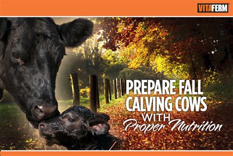 Prepare Fall Calving Cows With Proper Nutrition Vitaferm