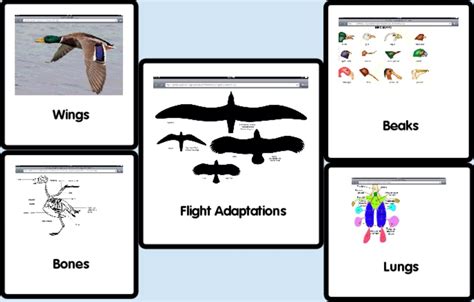 Flight Adaptations Feathers Bufflehead