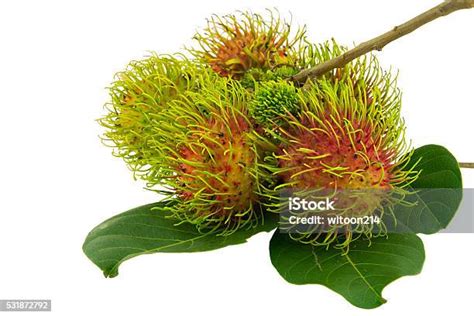 람부탄 흰색 바탕에 흰색 배경 0명에 대한 스톡 사진 및 기타 이미지 0명 계절 과일 Istock