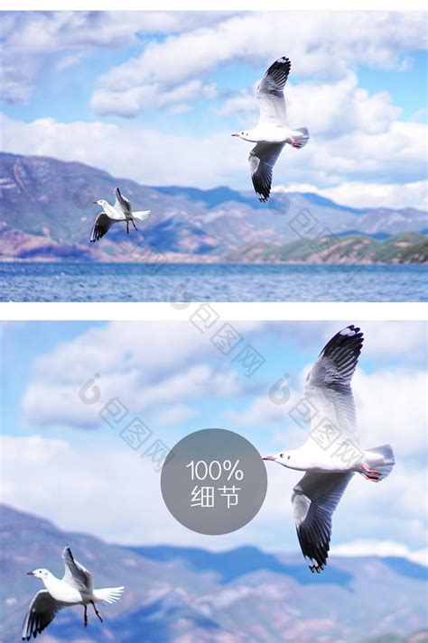 泸沽湖海鸥摄影图片2图片 包图网