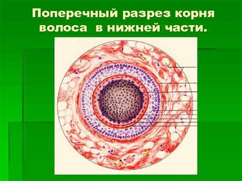 Педиатрический факультет Лекция Кожа и её производные