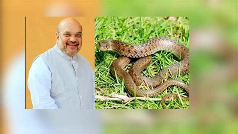 ગૃહમંત્રી અમિત શાહના નિવાસે મળ્યો પાંચ ફૂટ લાંબો સાપ Video Dailymotion