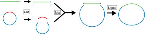 Plasmids 101 Restriction Cloning