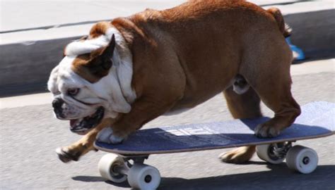 skateboarding Archives - Global Grind