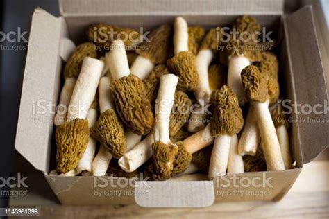 Morel 원뿔 Morchella Conica 접시에 맛 있는 식용 버섯 맛 있는 유럽 야생 버섯의 무리 0명에 대한 스톡 사진