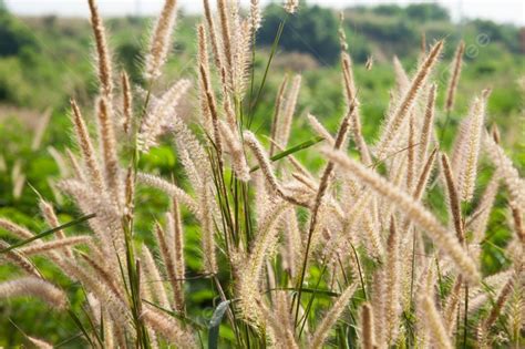 Grass Pollen Grass With Long Slender Warm Color Of The Sun Photo