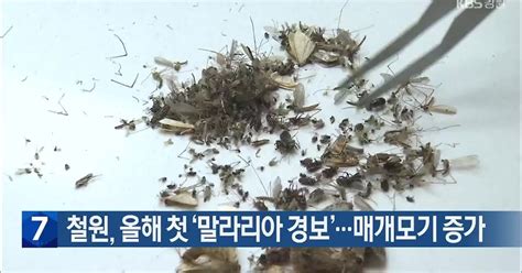철원 올해 첫 ‘말라리아 경보매개모기 증가